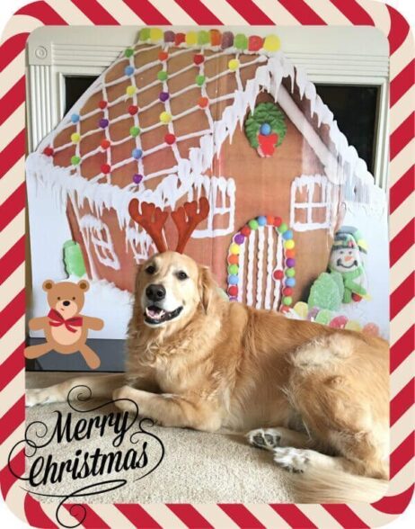 How To Make Holiday Greeting Cards With Pets - DIY Crush